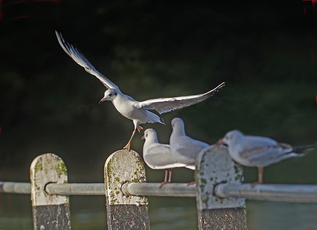 Thoughts about my refractor telescopes - Professor Morison's Astronomy ...